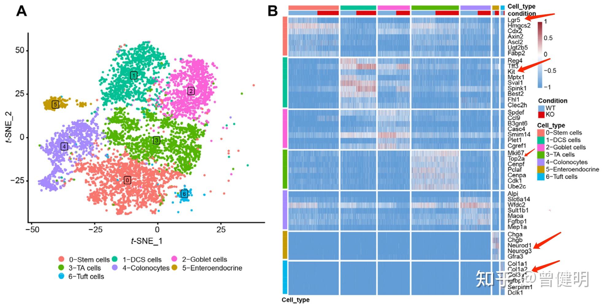 结直肠上皮细胞单细胞亚群 - 知乎