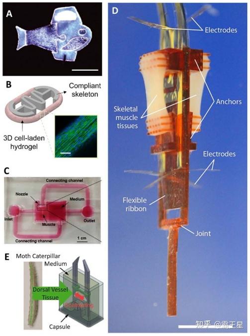 Biohybrid robots: recent progress, challenges, and perspectives——生物杂交机器 ...