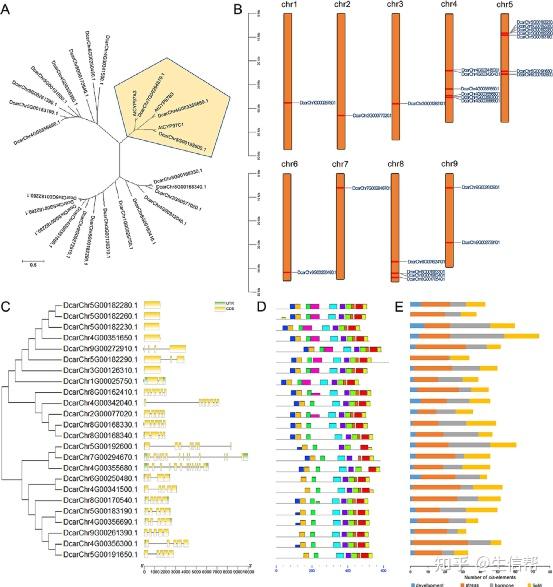HR-胡萝卜T2T基因组组装 - 知乎