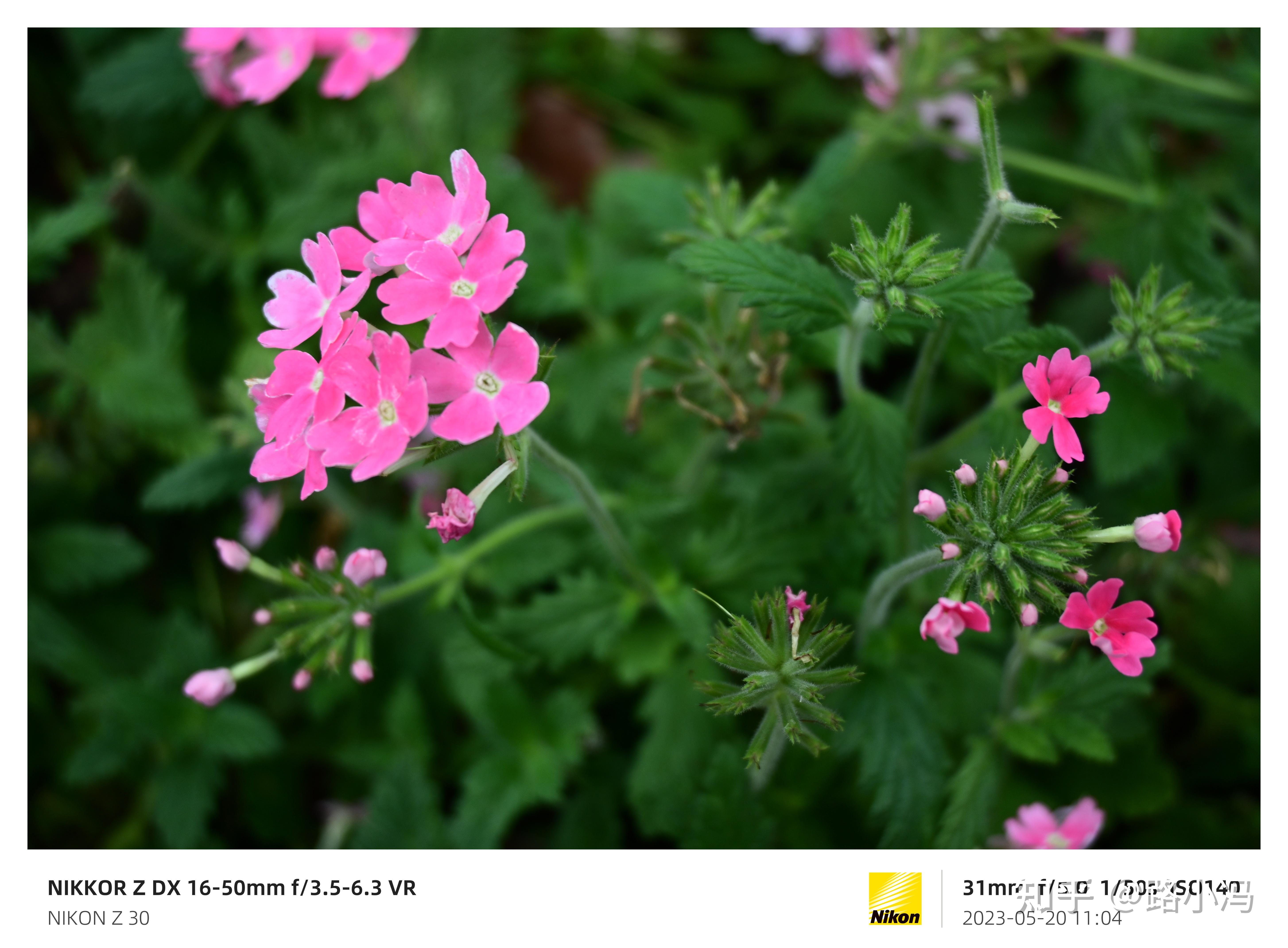 尼康z30值得购买吗？尼康z30微单使用感受和总结 - 知乎