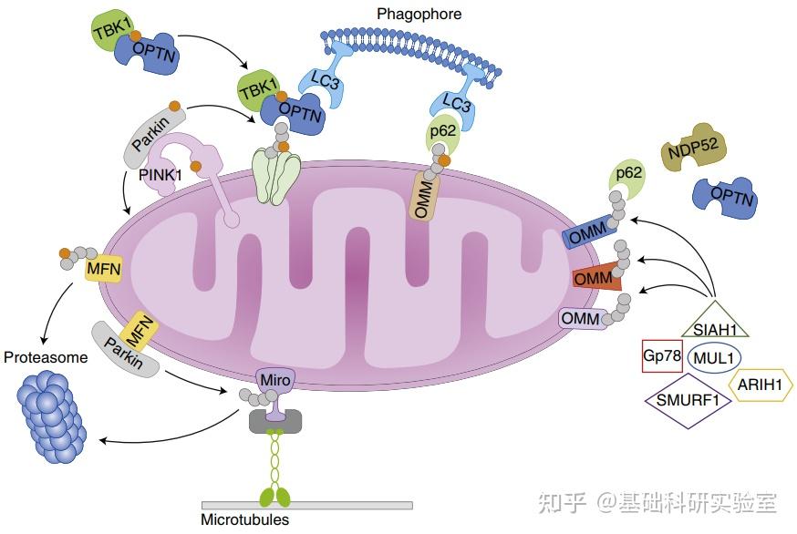国自然热点：线粒体质量控制之「线粒体自噬」 - 知乎