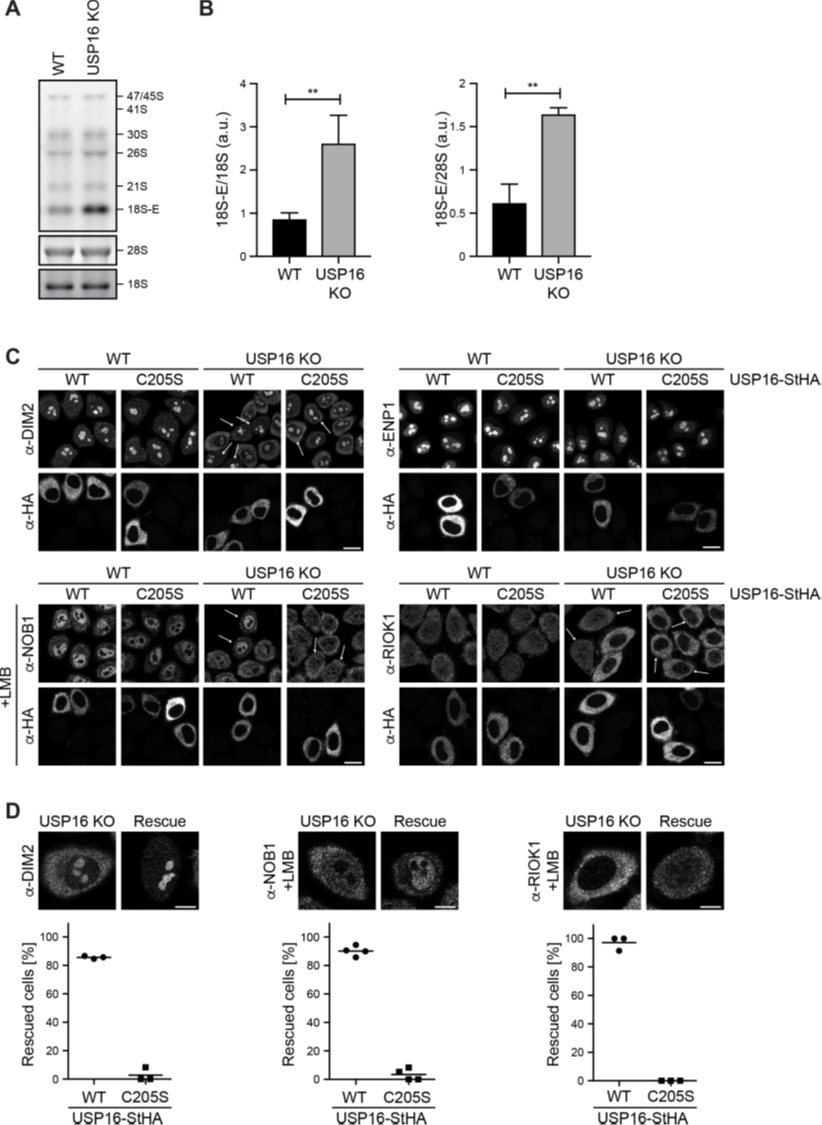 去泛素化酶USP16消除RPS27a的单泛素化并促进40S核糖体亚基的成熟 - 知乎