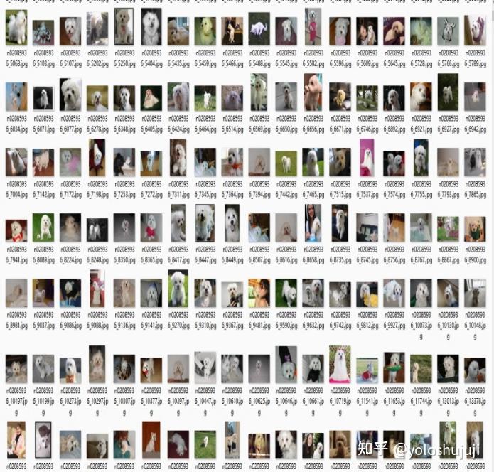 如何训练使用——宠物狗数据集26000+ 带YOLO标签 JSON标注 - 知乎