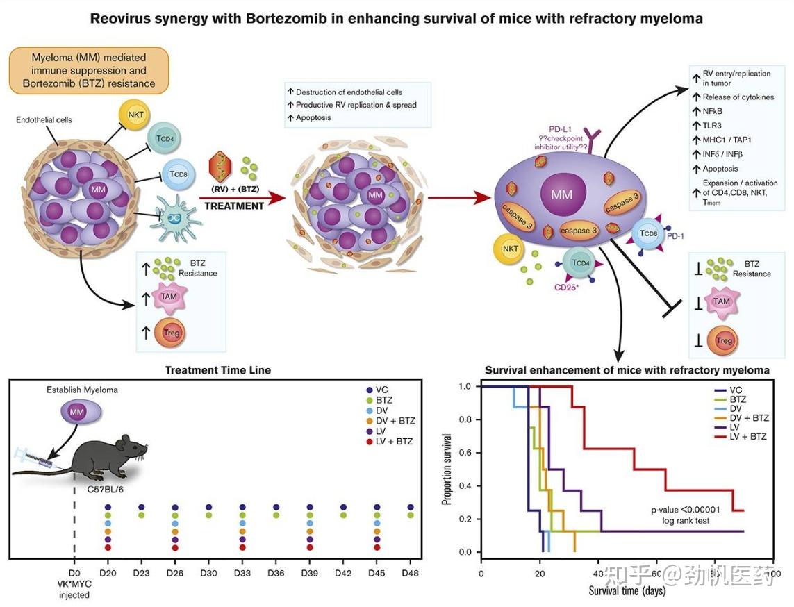 【溶瘤病毒】呼肠孤病毒（reovirus，ReV） - 知乎