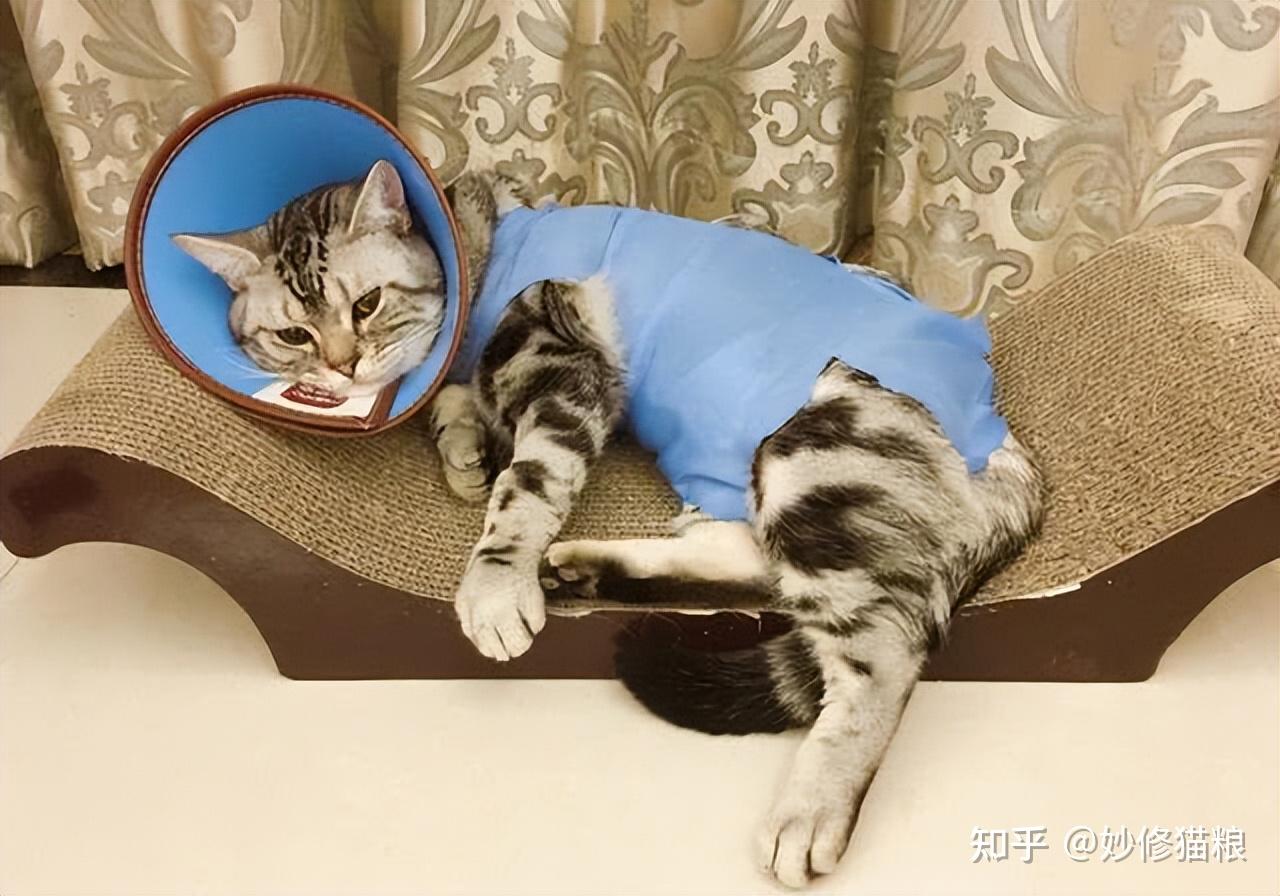 公猫为什么会和自己的母亲近亲繁殖？背后竟有这些秘密 知乎