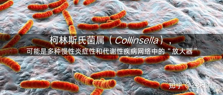 柯林斯氏菌属（Collinsella），可能是多种慢性炎症性和代谢性疾病网络中的“放大器” - 知乎