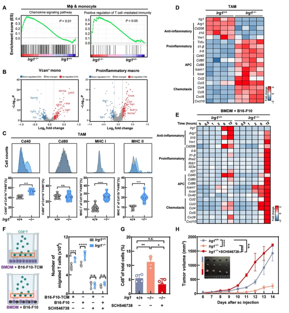 Science Advances丨靶向 IRG1 可逆转肿瘤相关巨噬细胞的免疫抑制功能并增强癌症免疫治疗 - 知乎