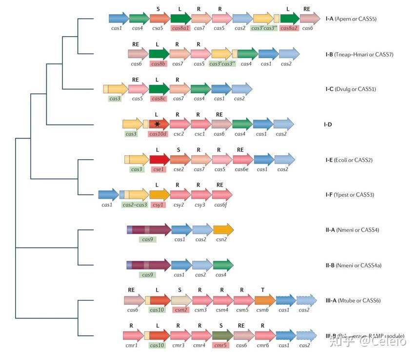 CRISPR-Cas9蛋白的结构与作用机制 - 知乎