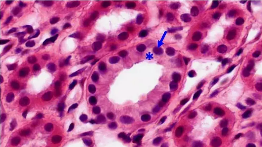 给细胞上色1---HE染色 - 知乎