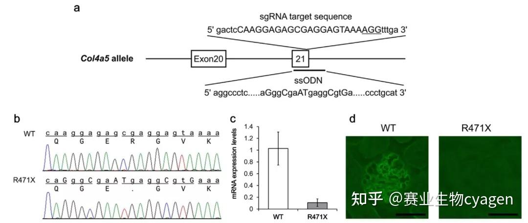 Alport综合症致病基因之COL4A5 - 知乎