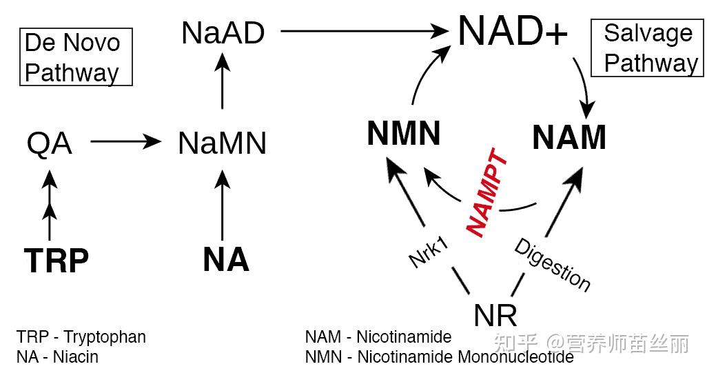 NMN背后的科学——吹它？黑它？还是相信科学？ - 知乎