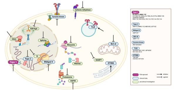 有效载荷（payload）的多样性：ADC药物未来开发的关键一环 - 知乎