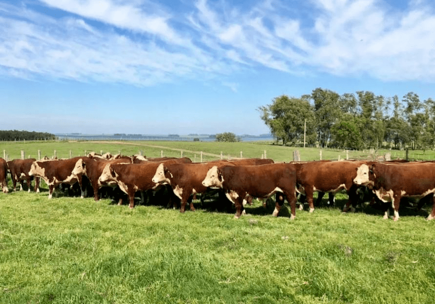 巴西/阿根廷/乌拉圭牛肉产业介绍 - 知乎