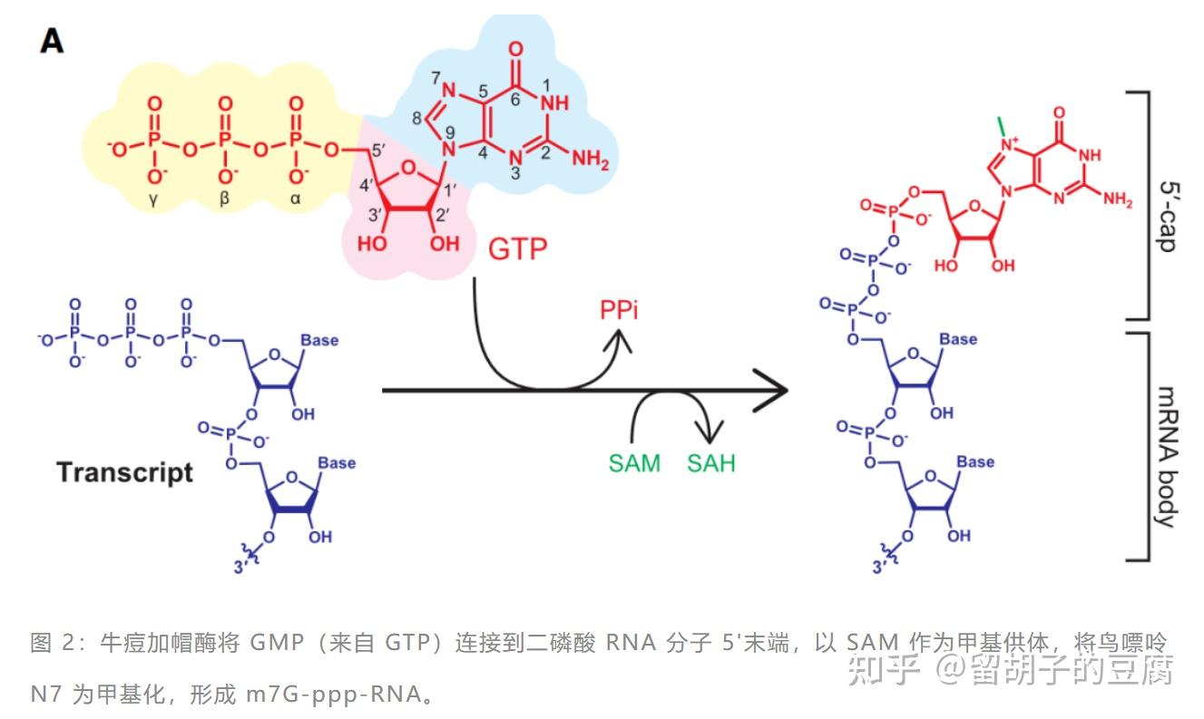 牛痘加帽酶利用修饰GTP类似物合成功能化的帽子结构 - 知乎