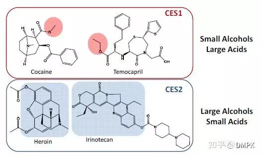 羧酸酯酶（Carboxylesterases, CES）对药物代谢与动力学的影响 - 知乎