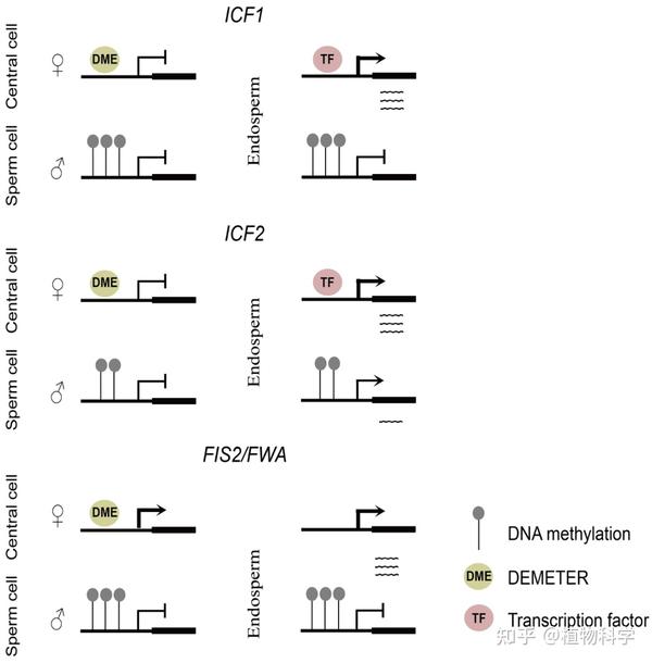 海南大学三亚南繁研究院李靖教授团队发现两步调控介导印记基因ICFs表达新机制 - 知乎