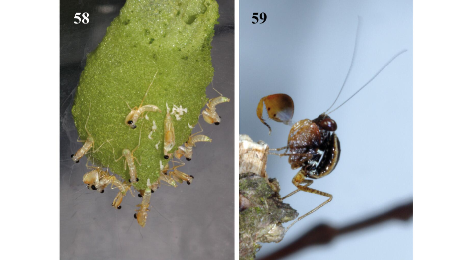 小虾米从墙上的小石块中蹦出来啦？！凑近吓你一跳 - 知乎