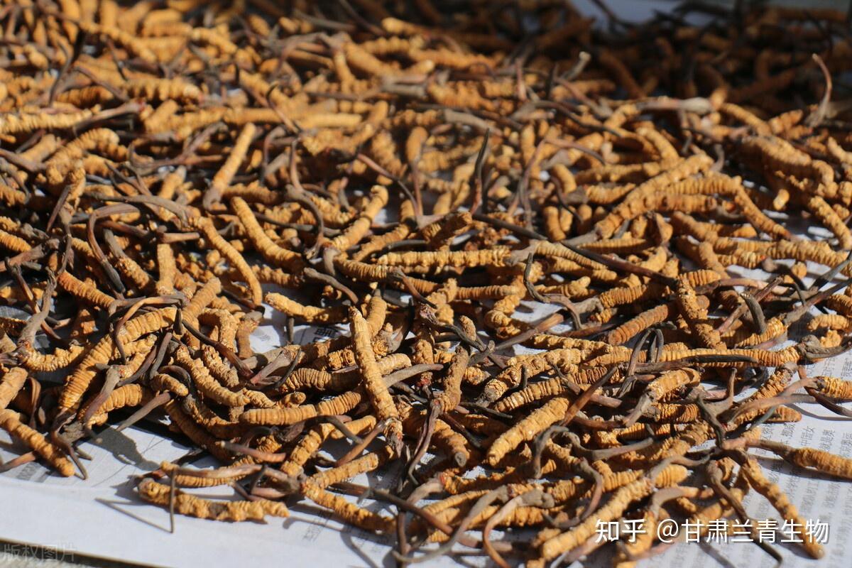 干虫草和鲜虫草哪个好？【兰青生物】 - 知乎