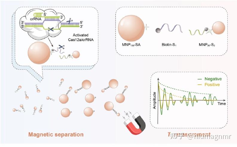 【文献解读】浙大食品科学团队《Biosens Bioelectron》：CRISPR磁性弛豫传感新技术助力沙门氏菌快速检测 - 知乎