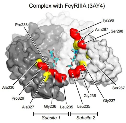 增强ADCC效应的三种工艺 - 知乎