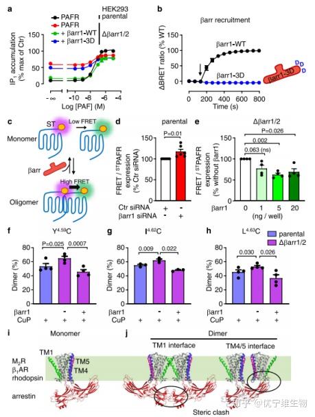 【高分文献解析】HTRF技术带你探究PAFR下游信号调节机制 - 知乎