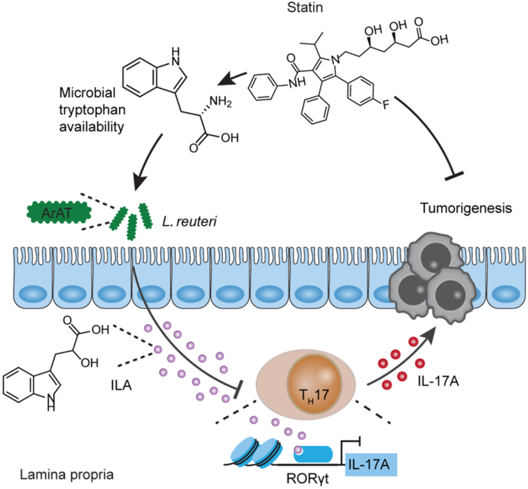 IF 31分 | 他汀变身抗癌“神药”！降脂抑癌两不误！ - 知乎