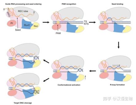 CRISPR/Cas系统的新星1——Cas12a - 知乎