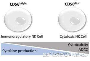 CAR-NK疗法技术与研发现状 - 知乎