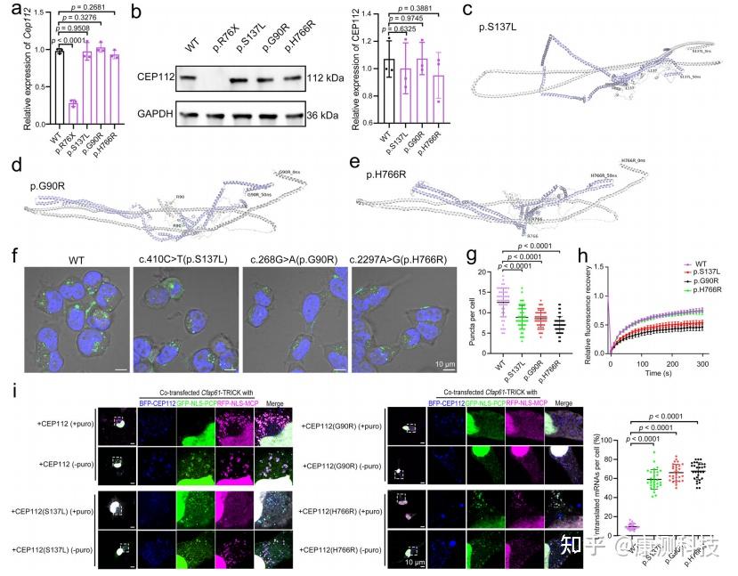 NC|男性不育新机制：CEP112突变损害相分离和必需生育mRNA的翻译 - 知乎
