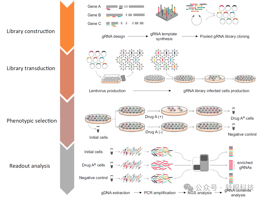 CRISPR文库筛选全流程大揭秘上篇：sgRNA设计到文库质粒构建 - 知乎