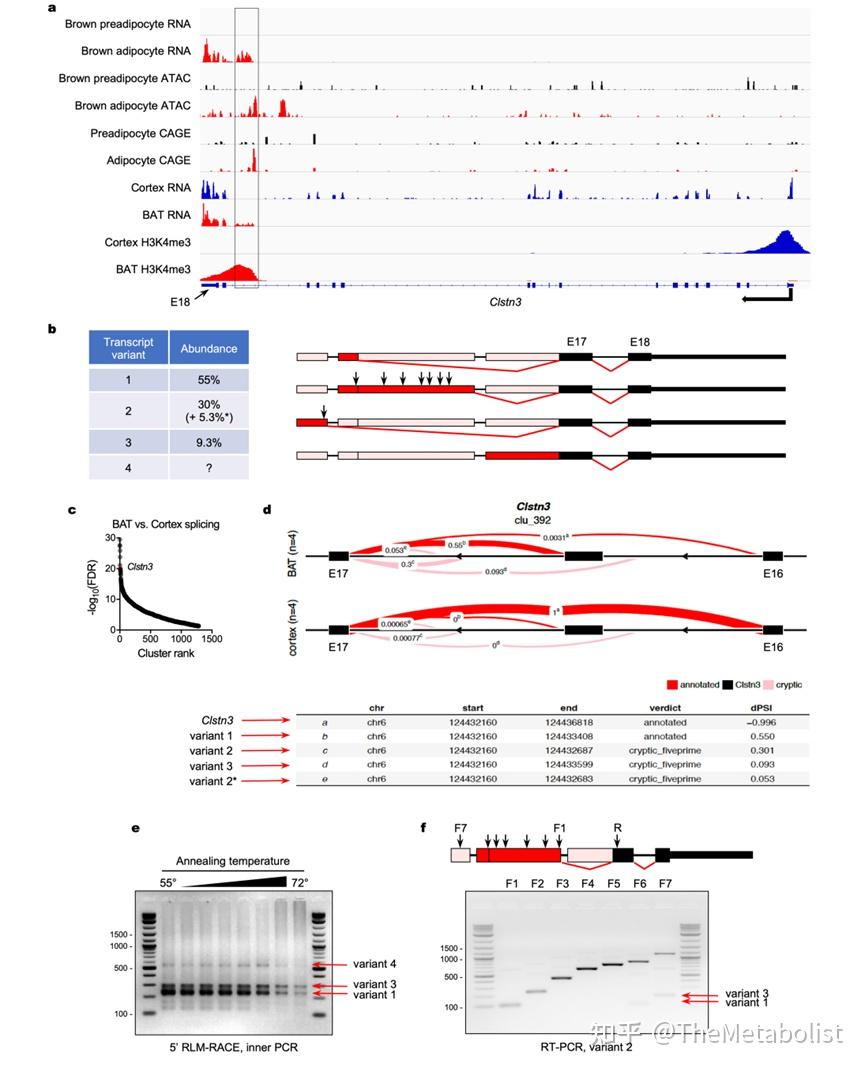 代谢学人——Nature：CLSTN3β--让脂滴成为“蜂巢” - 知乎
