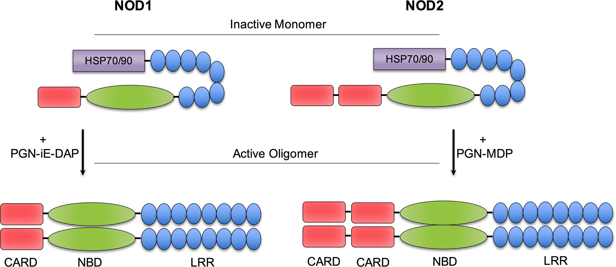 固有免疫（二）：特征识别受体 - 知乎