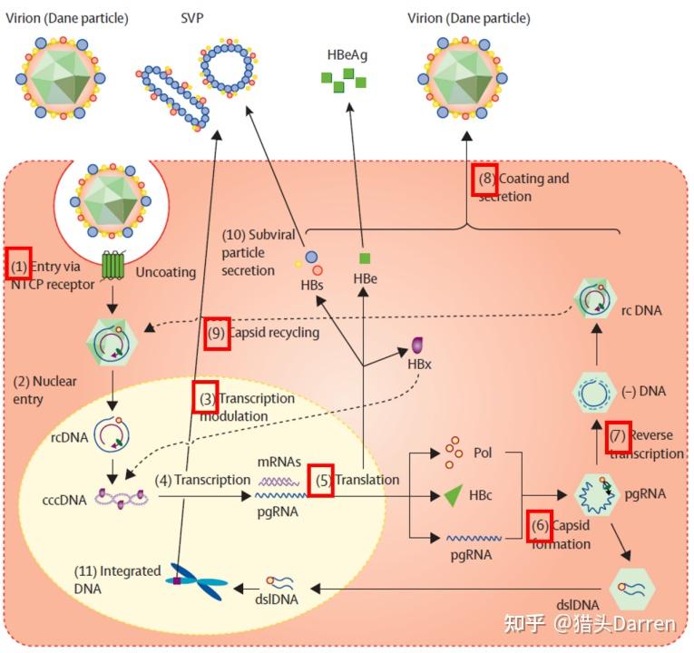 一文详解！乙肝的分布、诊断、传播、治疗/在研药物 - 知乎