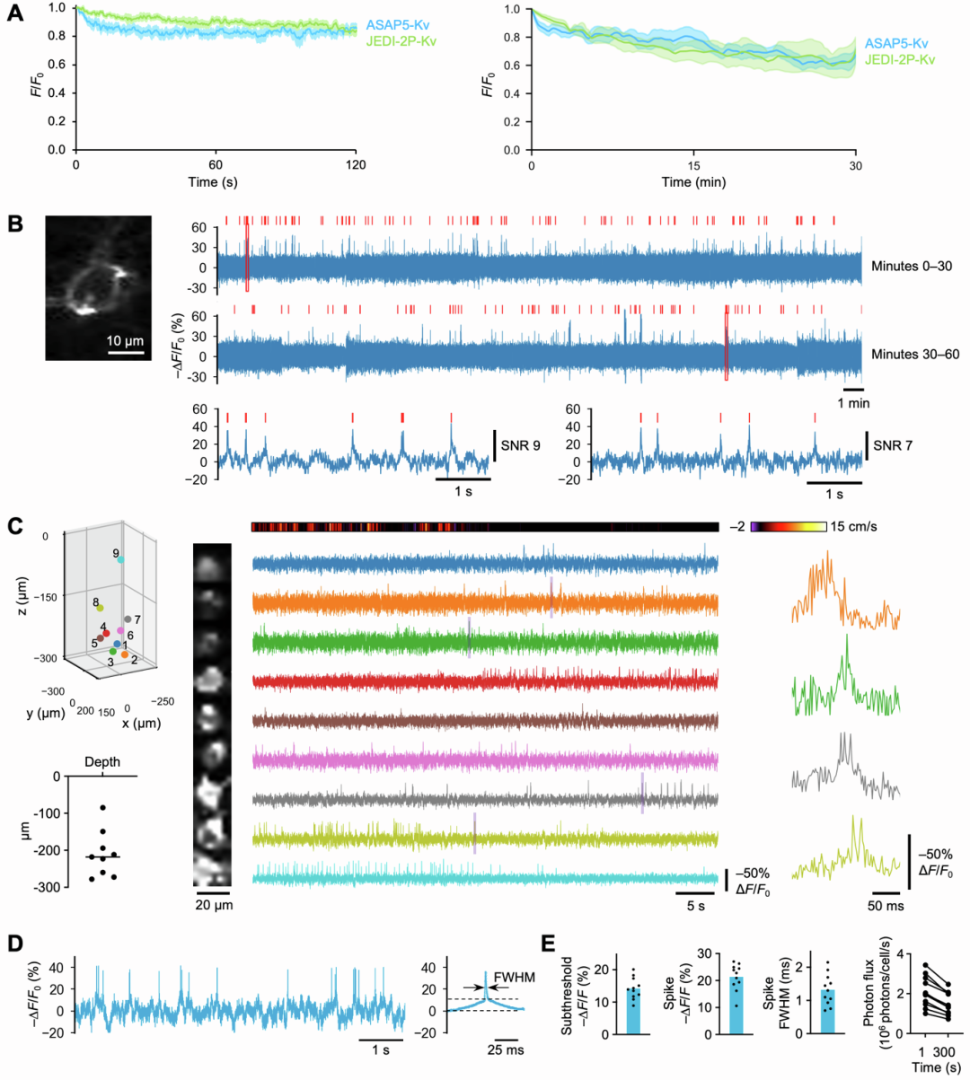 【新品推荐】升级版电压探针ASAP5——快速响应，精准捕捉单个突触事件 - 知乎