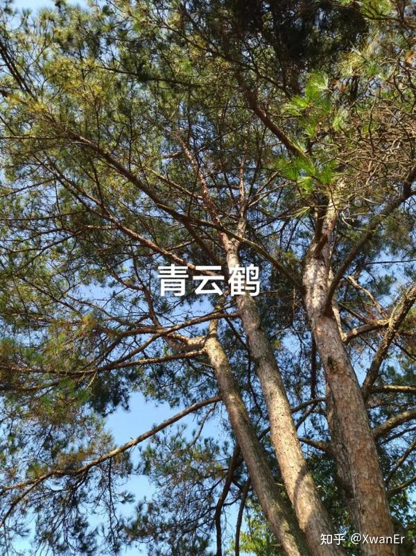 哪种松针可以食用 - 知乎