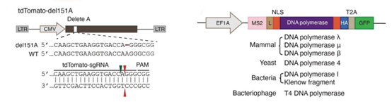 T4 DNA聚合酶降Cas9切割人细胞靶区的大片段缺失和染色体易位 - 知乎