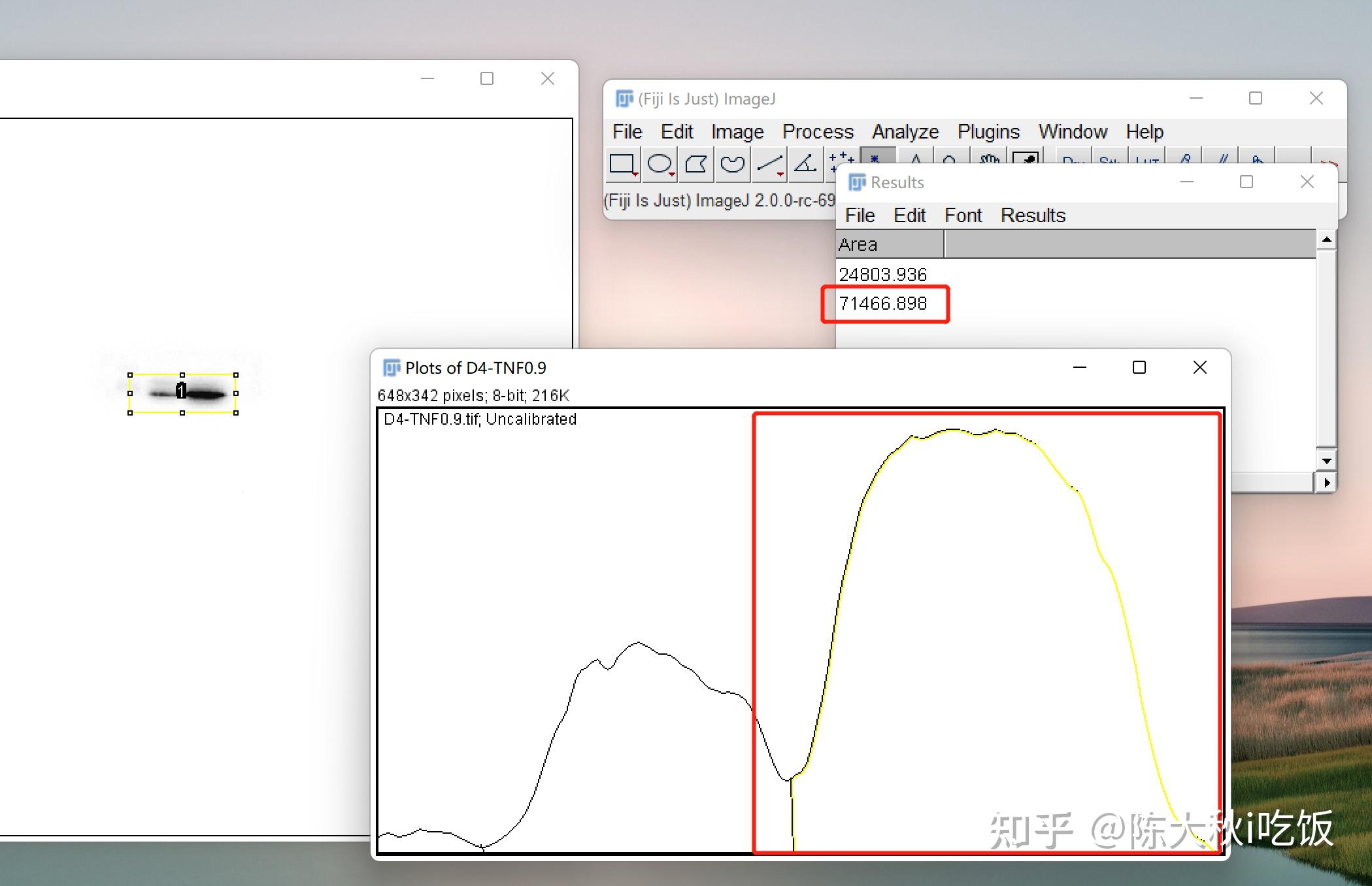 如何使用image J 快速分析 WB 条带 - 知乎
