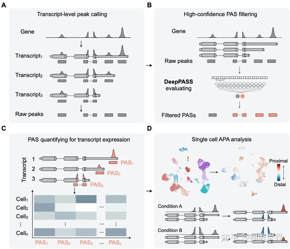 专家点评Genome Biology | 杨力组开发基于深度学习的计算方法揭示单细胞水平RNA多聚腺苷酸化及相关转录本表达差异 - 知乎