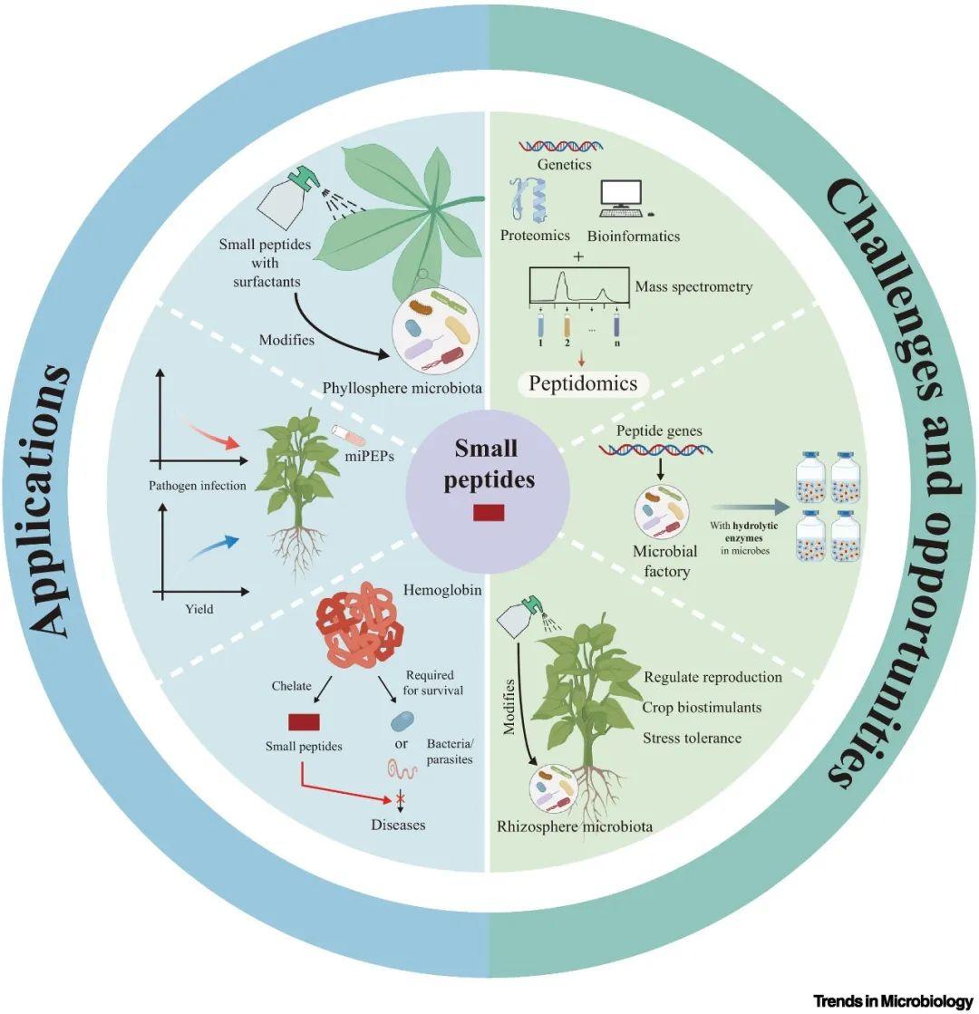 Trends Microbiol | 华南农业大学发表小肽调控植物-根际微生物互作综述 - 知乎