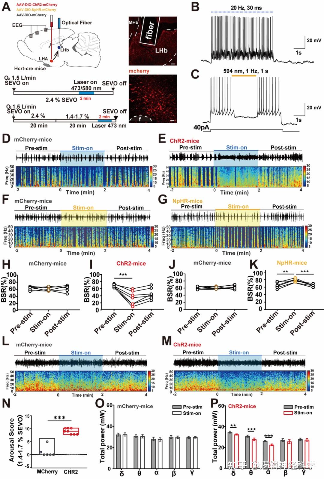 CNSNT︱空军军医大学董海龙团队揭示食欲素能外侧下丘脑-外侧缰核环路在七氟醚麻醉中的促觉醒作用 - 知乎