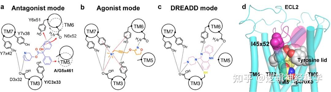 Nature︱张世成等解析基于蕈毒碱型乙酰胆碱受体的化学遗传工具DREADD的设计原理 - 知乎
