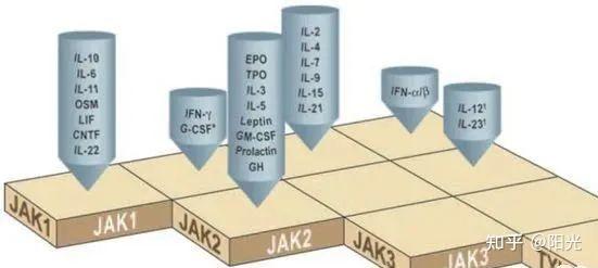 特应性皮炎新突破、新方向！诺诚健华新型TYK2抑制剂ICP-332 治疗中重度特应性皮炎II期研究达到主要终点 - 知乎