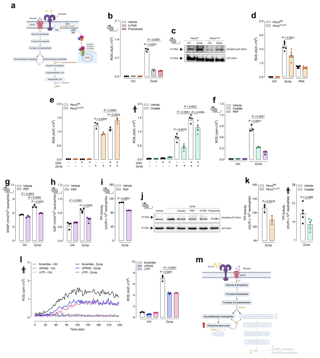 Nature Communications丨丙酮酸激酶 M2 的代谢功能调节中性粒细胞活性氧的产生和微生物杀灭 - 知乎