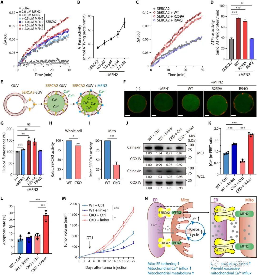 Sci Immu | 中山大学团队发现：线粒体-内质网接触支持肿瘤中的CD8+T细胞代谢适应性和功能 - 知乎