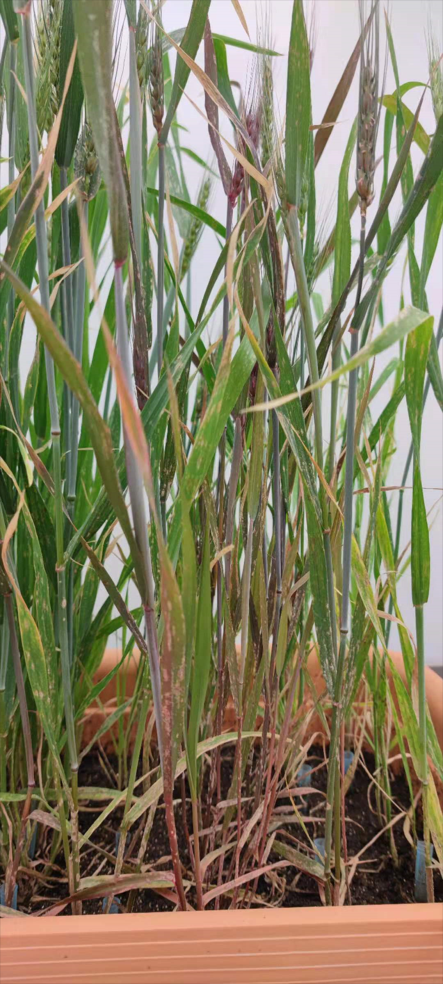 RUBY报告系统 | 一种新的可直接通过肉眼观察植物组织累积红色甜菜碱的报告系统 - 知乎