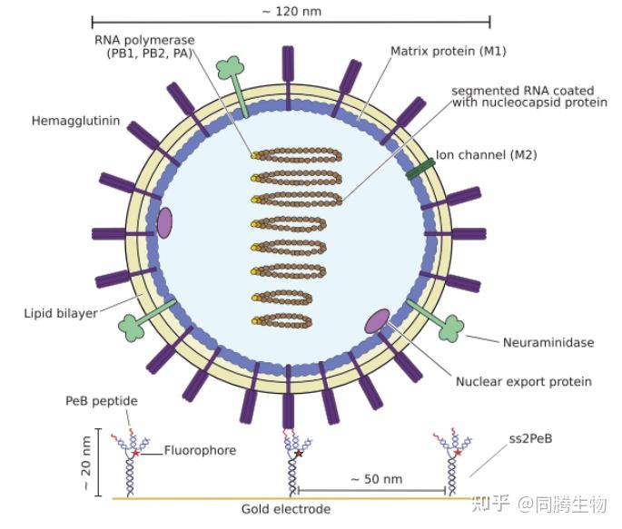 helix+ switchSENSE®技术用于病毒与受体相互作用表征 - 知乎