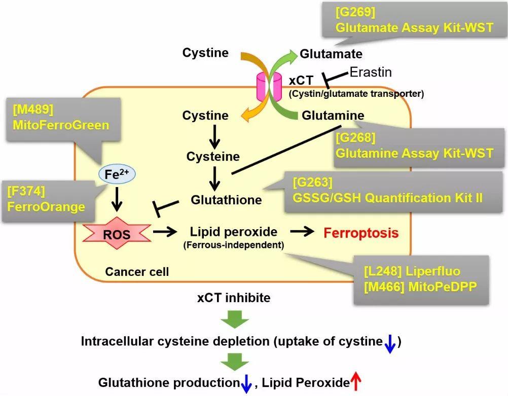 Q&A丨细胞铁死亡检测 - 知乎