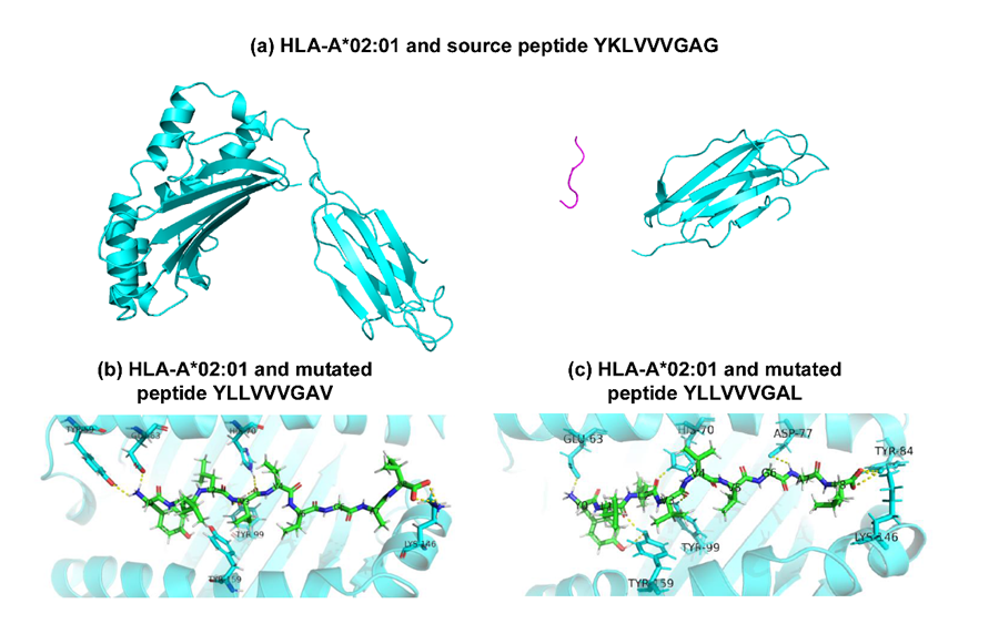 Nat. Mach. Intell. | 基于Transformer的多肽-HLA I类结合预测和疫苗的新生抗原序列设计 - 知乎