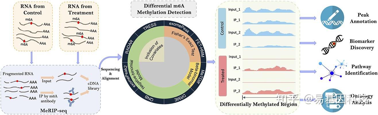 易基因：8种表观转录组m6A MeRIP-seq的差异甲基化区域（DMR）分析软件比较 | 生信专区 - 知乎