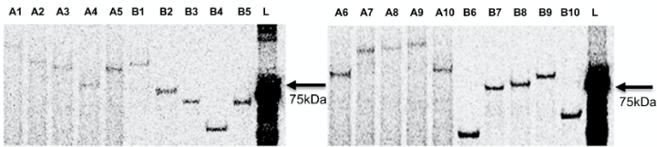 一种新颖高效的蛋白质寡核苷酸偶联新方法 - 知乎